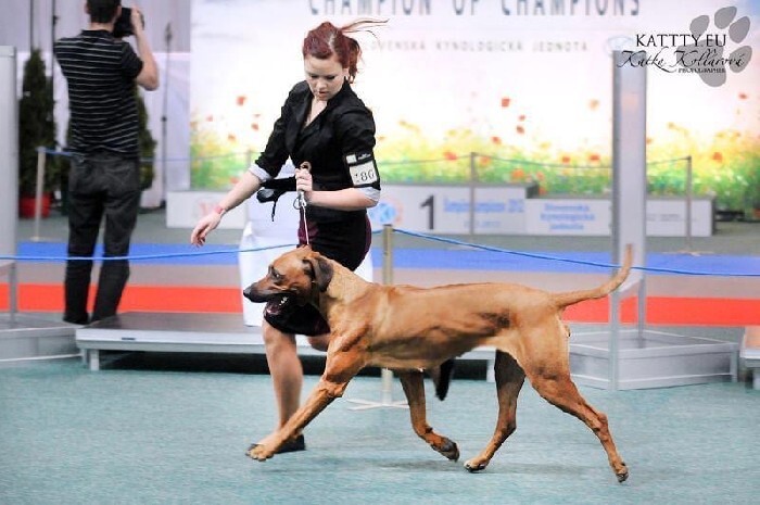 Zari - Be Dazzling Diamond Anima Animal :: Bamoni's